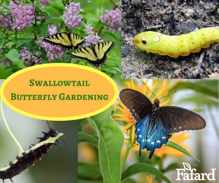 Swallowtail Butterfly Gardening – Fafard
