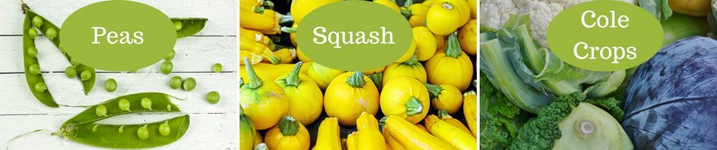 Spring to Fall Vegetable Rotation Planting for Non-stop Garden Produce ...