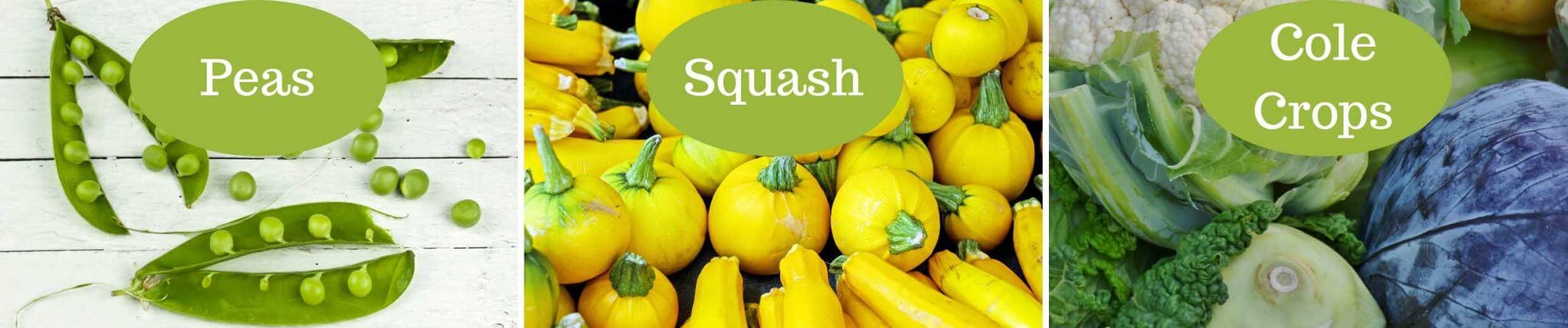 Spring to Fall Vegetable Rotation Planting for Non-stop Garden Produce ...