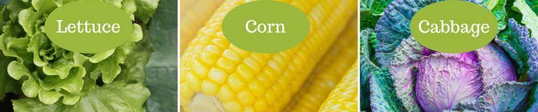 Spring to Fall Vegetable Rotation Planting for Non-stop Garden Produce ...