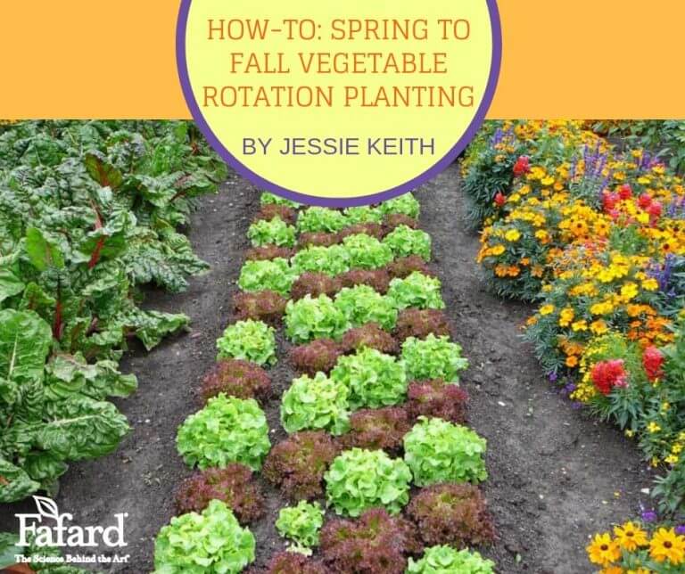 Spring to Fall Vegetable Rotation Planting for Non-stop Garden Produce ...