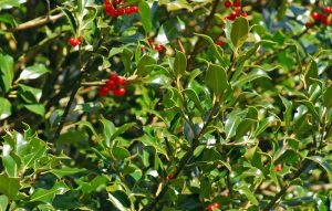 Hurricane Resistant Trees – Fafard