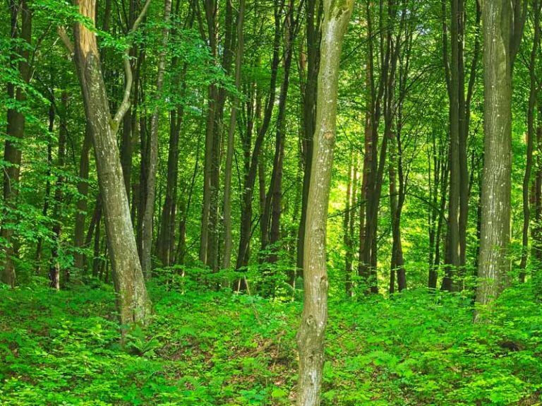 Hurricane Resistant Trees – Fafard