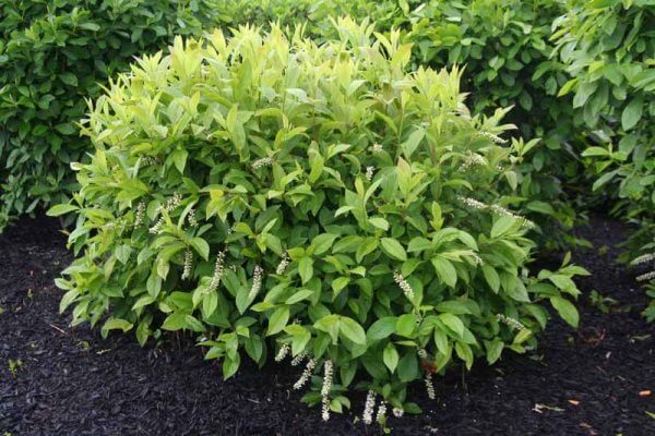 Pruning Flowering Shrubs in Summer – Fafard