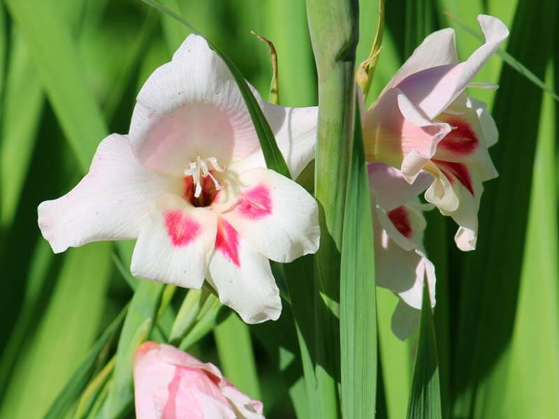 Growing Garden Gladiolus – Fafard