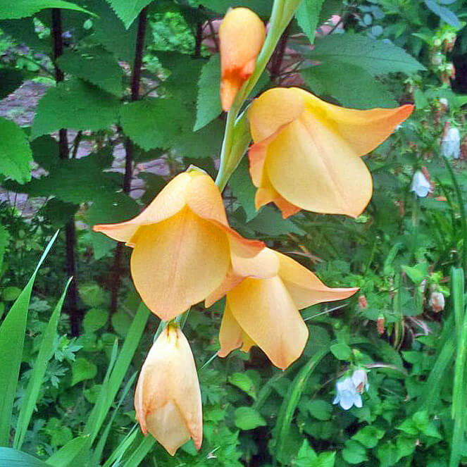 Growing Garden Gladiolus – Fafard