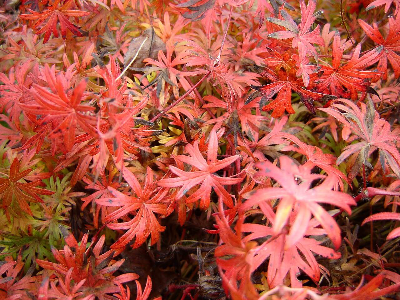 Perennials with Brilliant Fall Foliage Color – Fafard