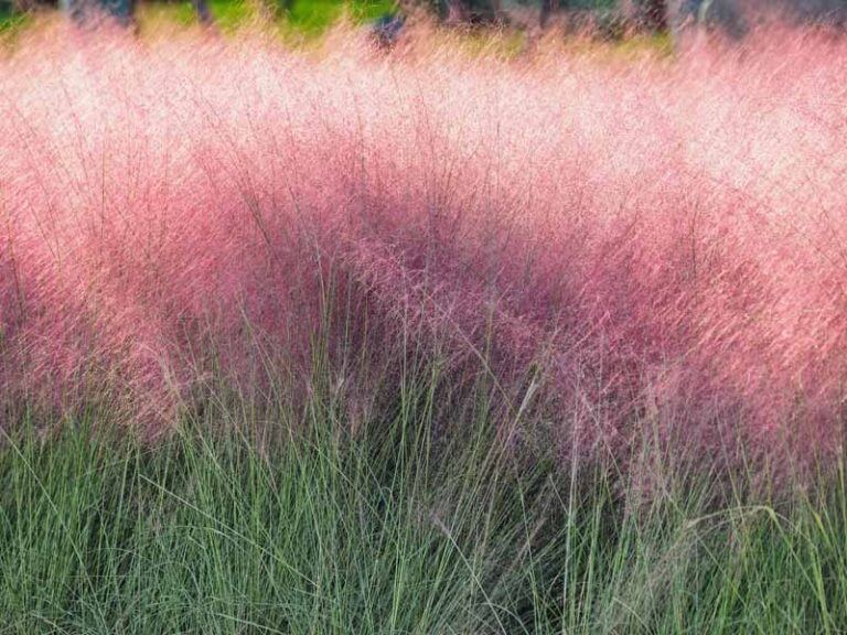 Gorgeous Garden Grasses of Fall – Fafard