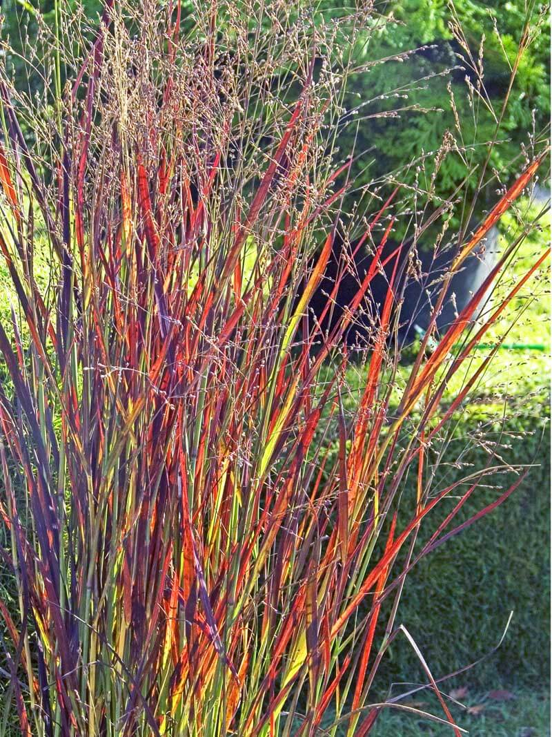 Perennials with Brilliant Fall Foliage Color – Fafard
