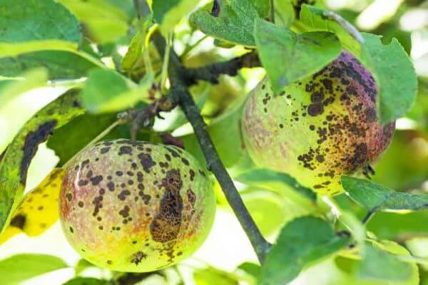 Managing the Five Most Common Apple Diseases – Fafard