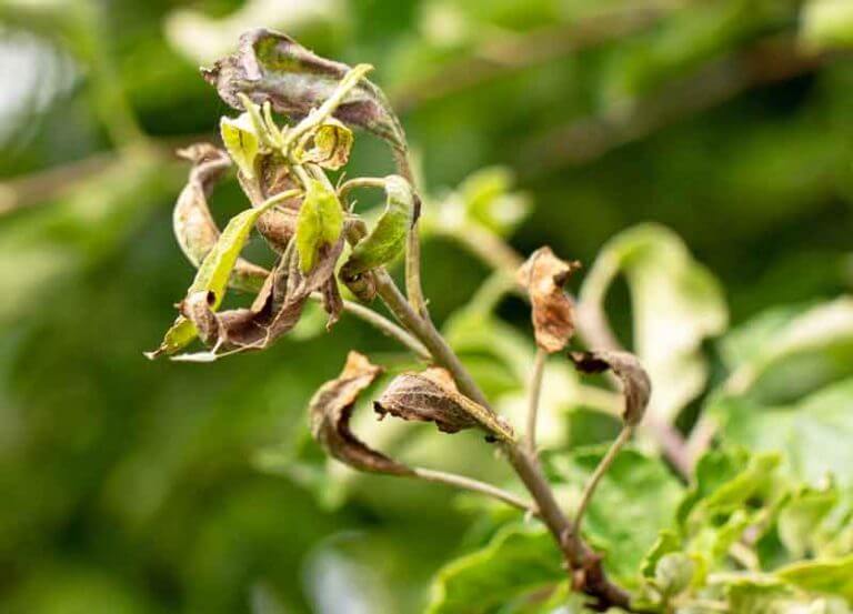 Managing the Five Most Common Apple Diseases – Fafard