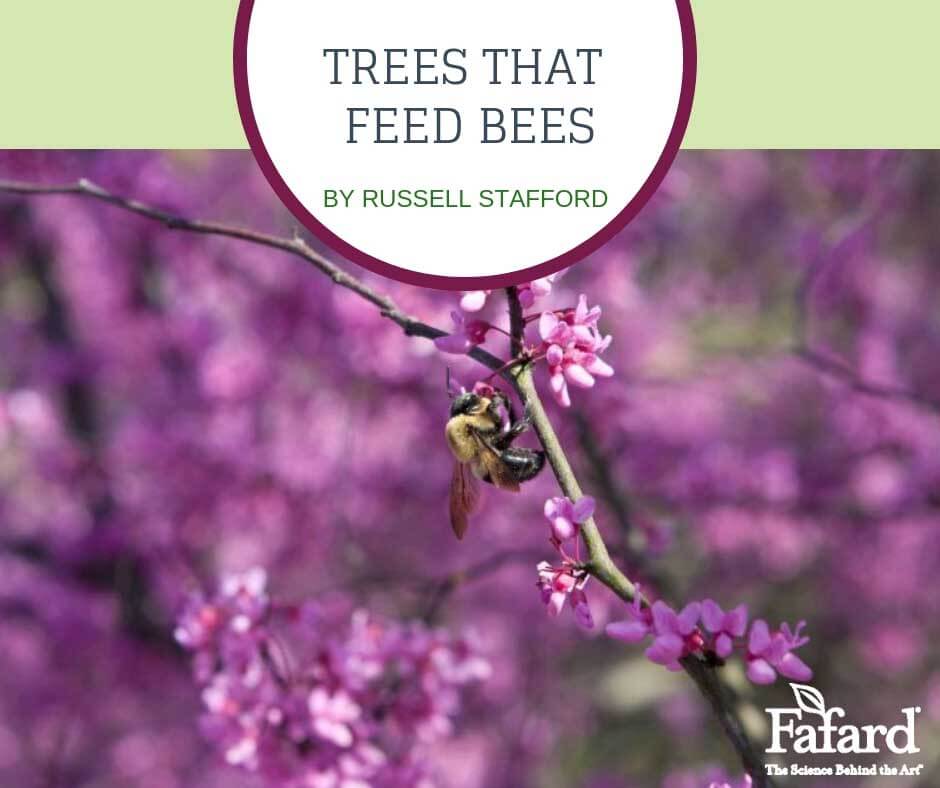 The Best Trees for Bees – Fafard