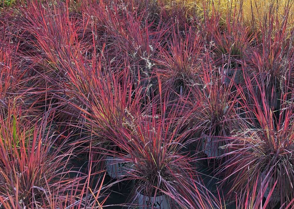 Perennials with Brilliant Fall Foliage Color – Fafard