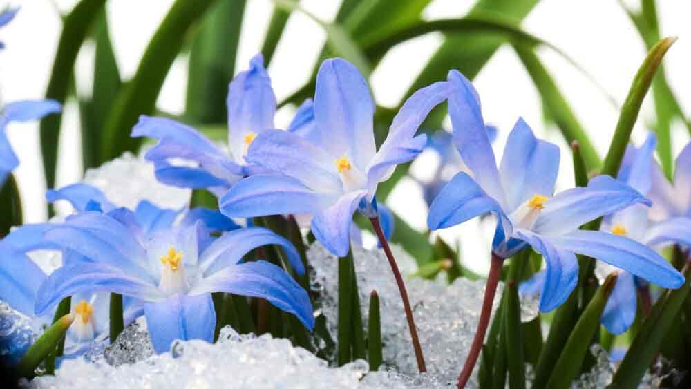 Small Spring Bulbs with Big Impact – Fafard