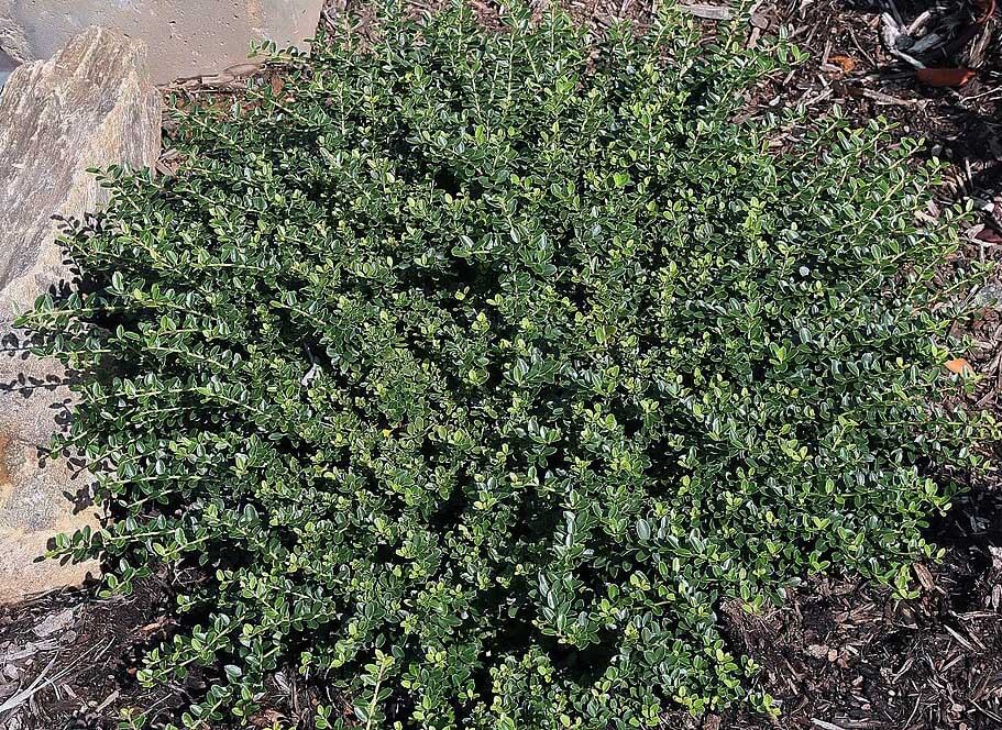 Plum Yew and Japanese Holly: Better Shrubs for Shearing – Fafard