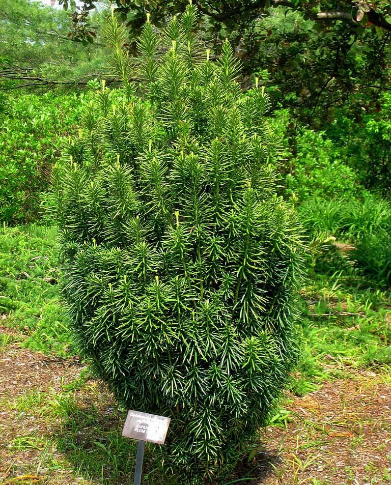 Plum Yew and Japanese Holly: Better Shrubs for Shearing – Fafard