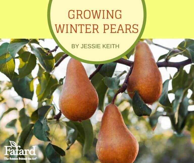 Growing Winter Pears – Fafard