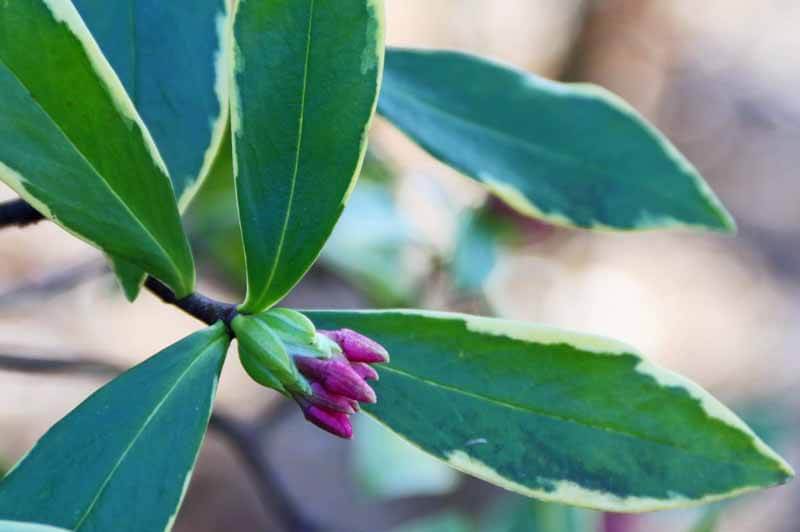 Variegated Evergreens for Winter Landscaping – Fafard
