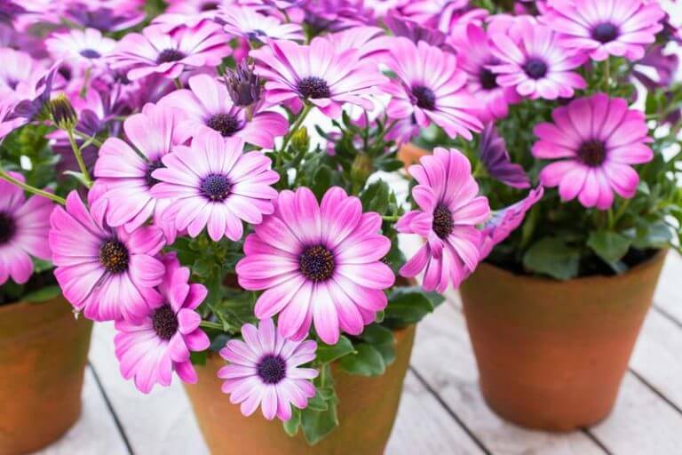 Eight Colorful Spring Annuals for Container Gardening – Fafard