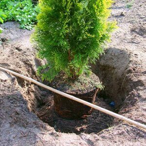 How to Plant and Site Trees and Shrubs – Fafard