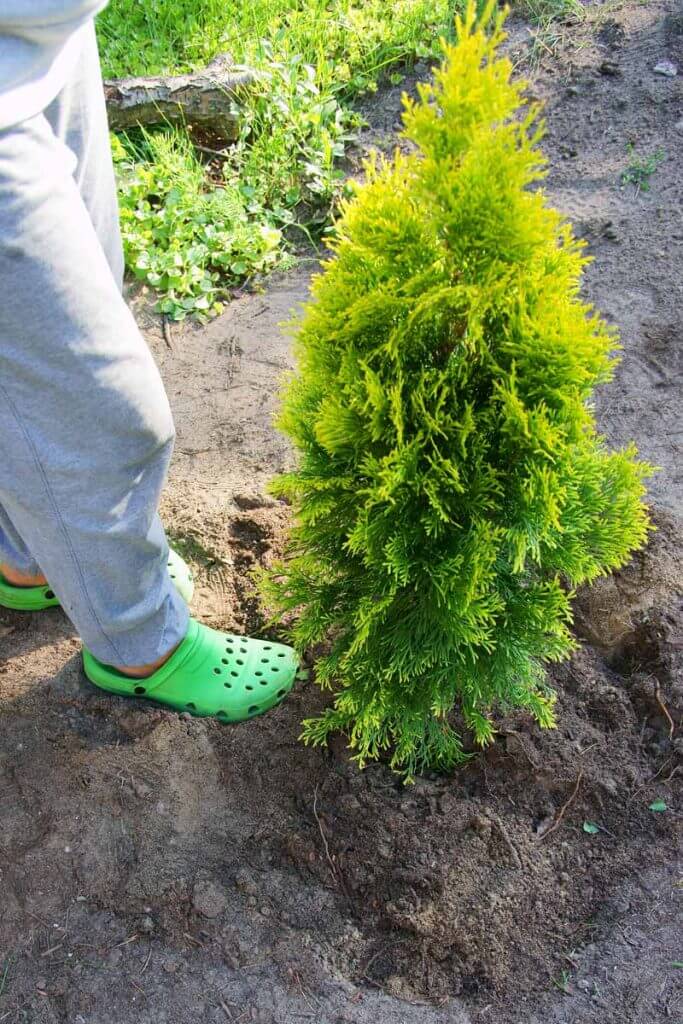 How to Plant and Site Trees and Shrubs – Fafard