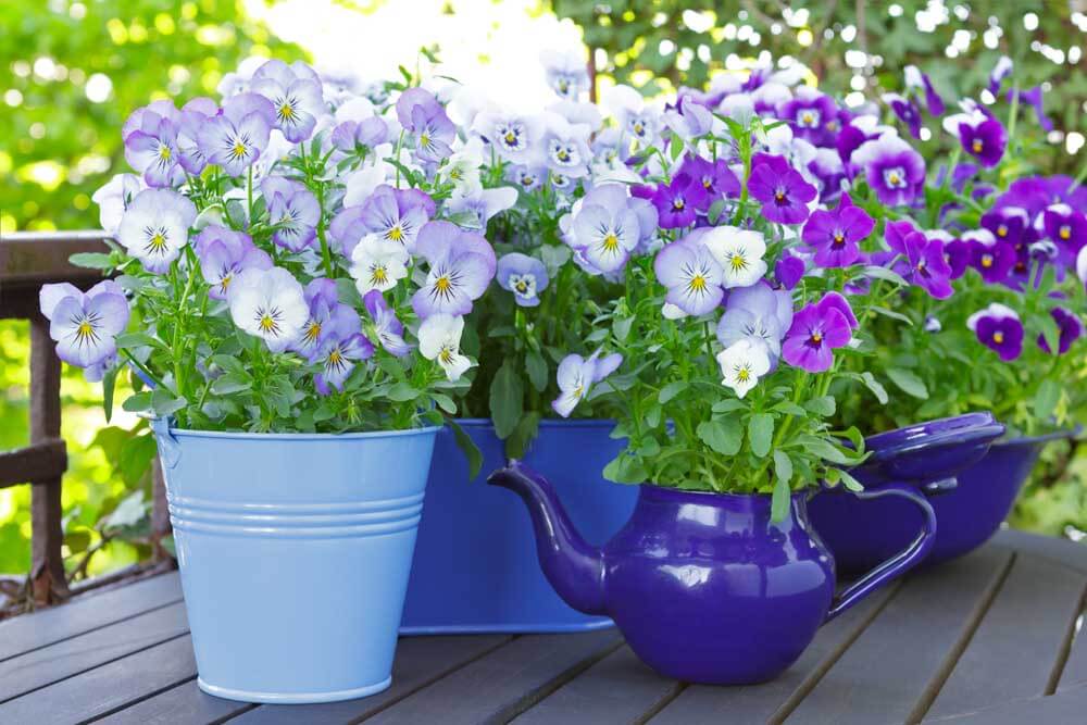 Eight Colorful Spring Annuals for Container Gardening – Fafard