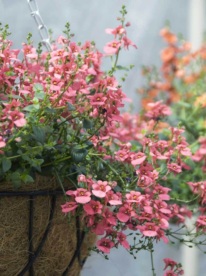 Eight Colorful Spring Annuals for Container Gardening – Fafard
