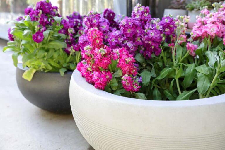 Eight Colorful Spring Annuals for Container Gardening – Fafard