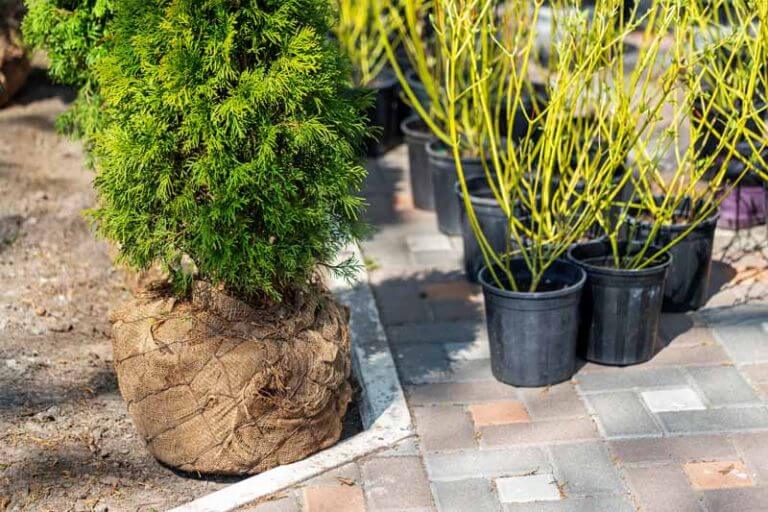 How to Plant and Site Trees and Shrubs – Fafard