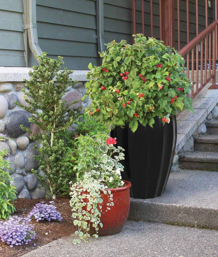 The Best Shrubs for Container Gardens – Fafard