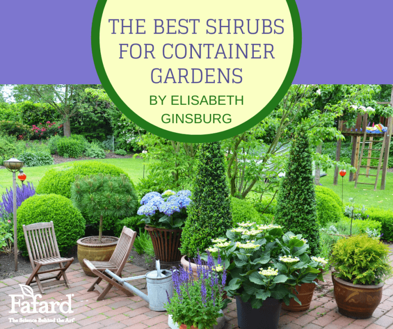 The Best Shrubs for Container Gardens – Fafard