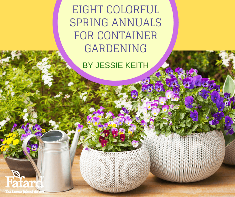 Eight Colorful Spring Annuals for Container Gardening – Fafard