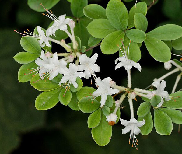 Favorite Fragrant Early Spring Flowering Shrubs – Fafard