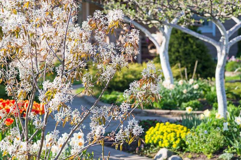 Growing Serviceberry for Fruit and Beauty – Fafard