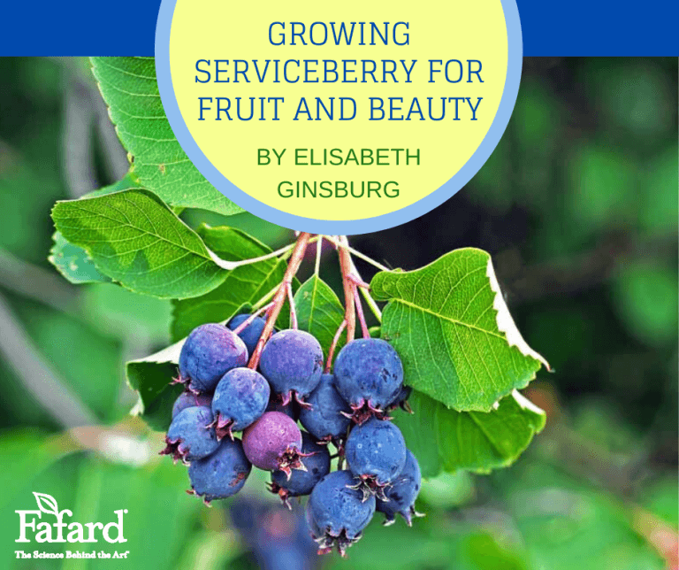 Growing Serviceberry for Fruit and Beauty – Fafard