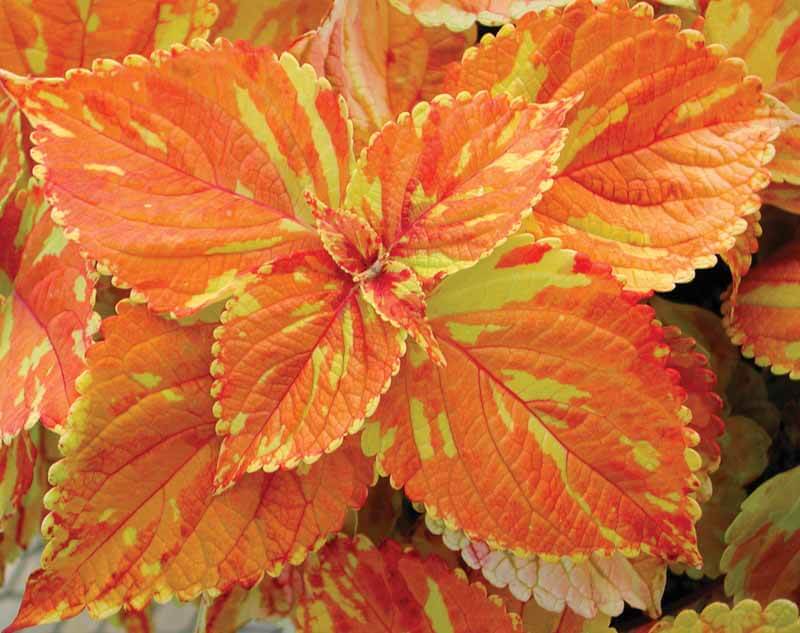 Collectible, Colorful Coleus for Containers and Beds – Fafard