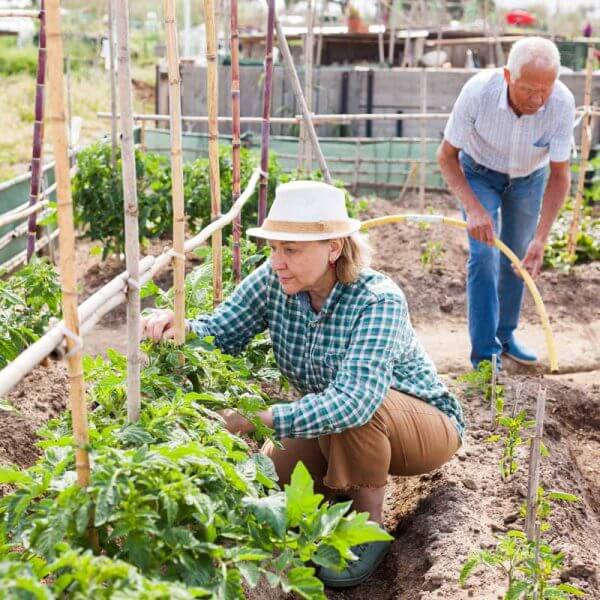 Vining Vegetables for Vertical Gardening – Fafard