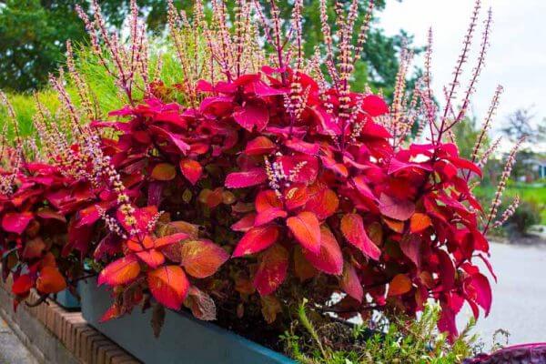 Collectible, Colorful Coleus for Containers and Beds – Fafard