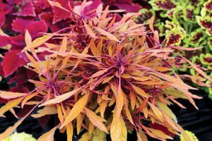 Collectible, Colorful Coleus for Containers and Beds – Fafard