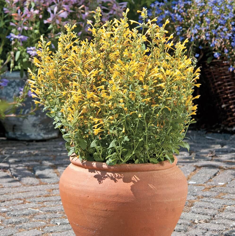 Waterwise Container Gardening – Fafard