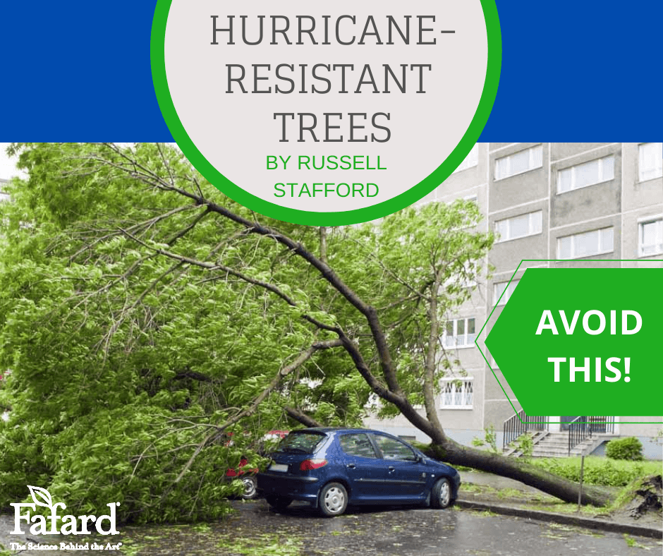 Hurricane Resistant Trees – Fafard