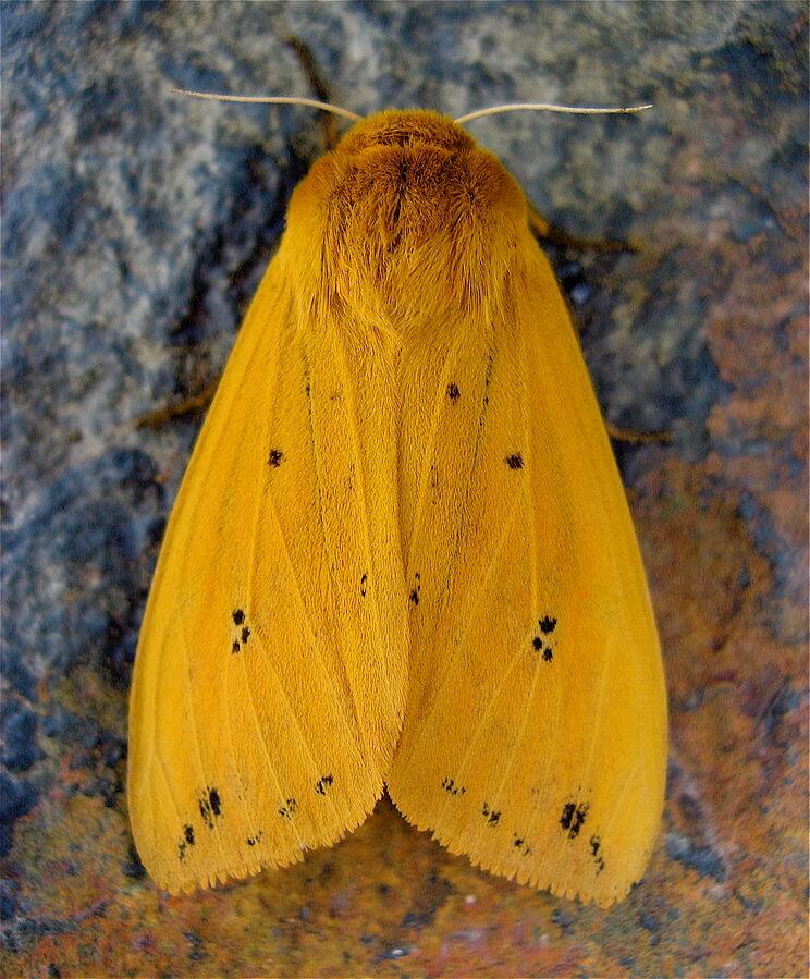 Woolly Bears in the Garden: Lore and Ecology – Fafard