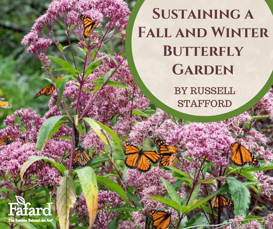 Sustaining a Fall and Winter Butterfly Garden – Fafard