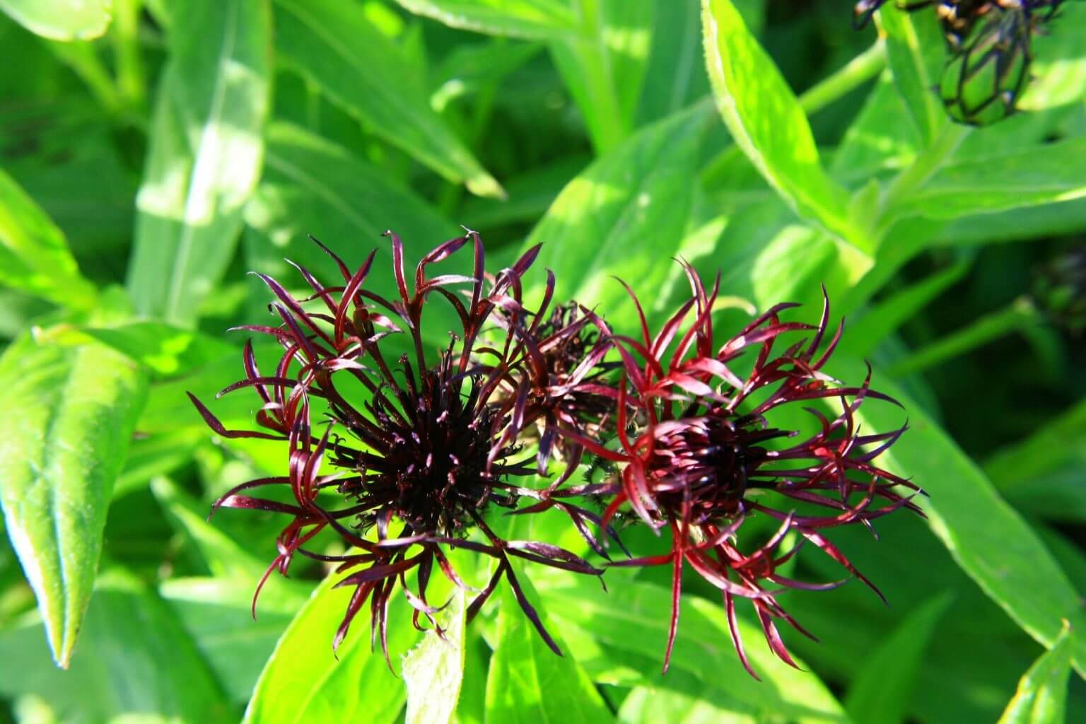 Black Plants for Goth Gardens – Fafard