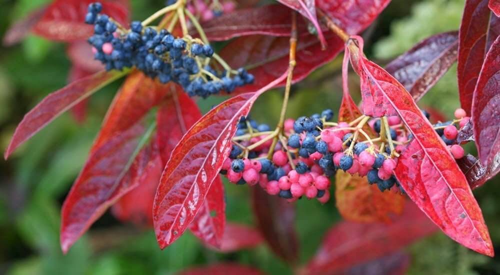 Native Viburnums: Great Shrubs for Fall – Fafard