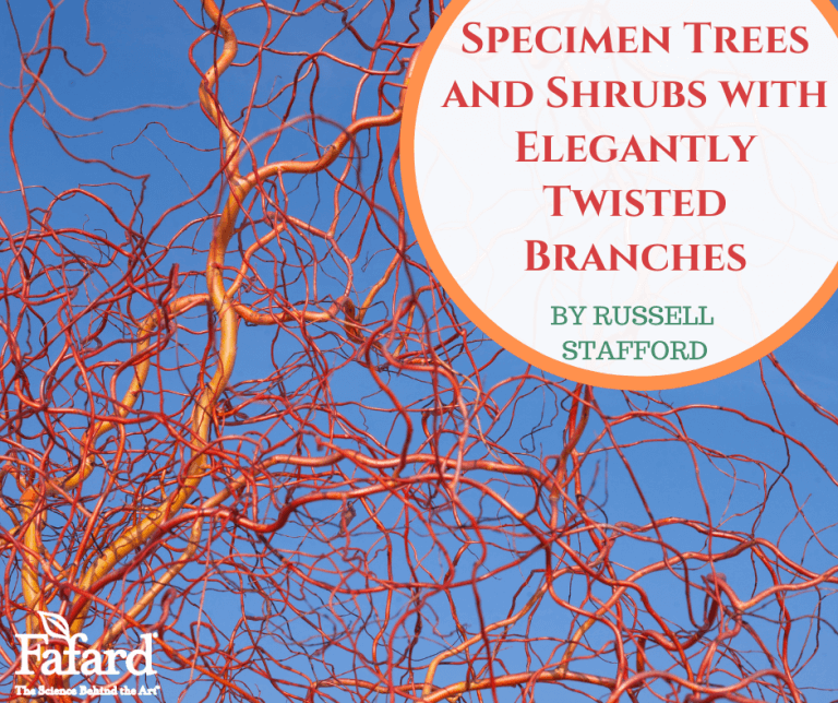 Specimen Trees and Shrubs with Elegantly Twisted Branches – Fafard