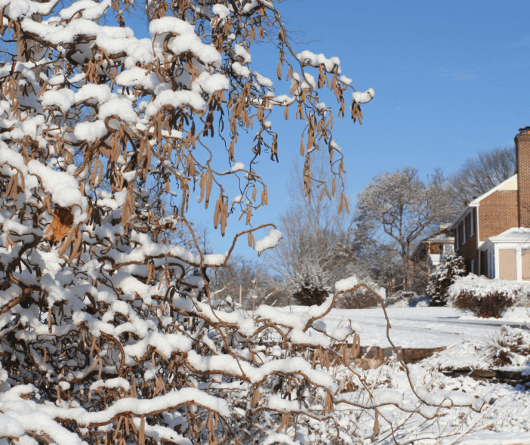Specimen Trees and Shrubs with Elegantly Twisted Branches – Fafard