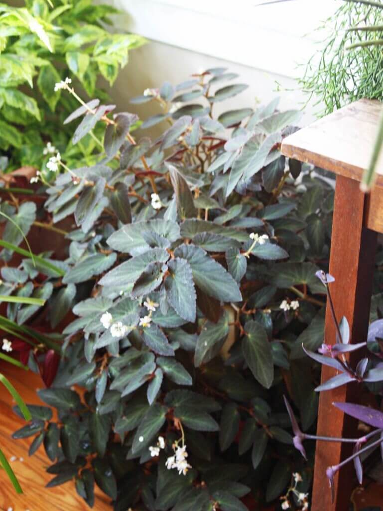 Terrific Trailing Begonias, Indoors or Outdoors – Fafard