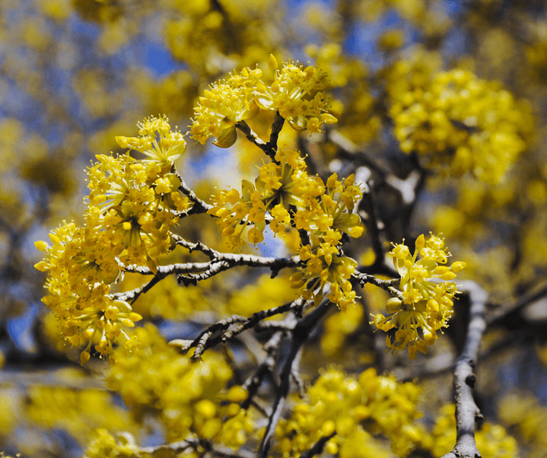 Wonderful Winter-Blooming Shrubs for the Garden – Fafard