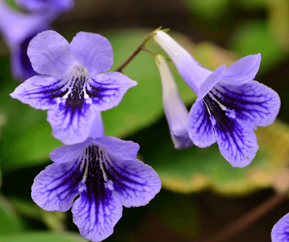 Miniature House Plants for Small Spaces – Fafard